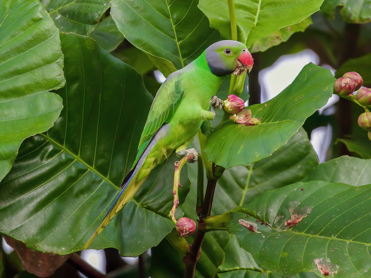 Layard's Parakeet - Psittacula calthrapae - Birds of the World