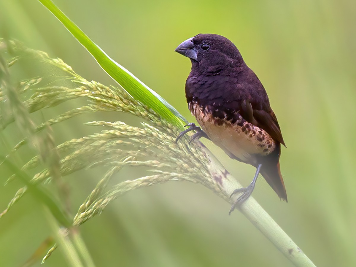 Bismarck Munia - Lonchura melaena - Birds of the World