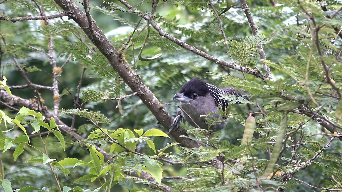 eBird Argentina Checklist - 24 Feb 2023 - Camino a paraje Los Reartes ...