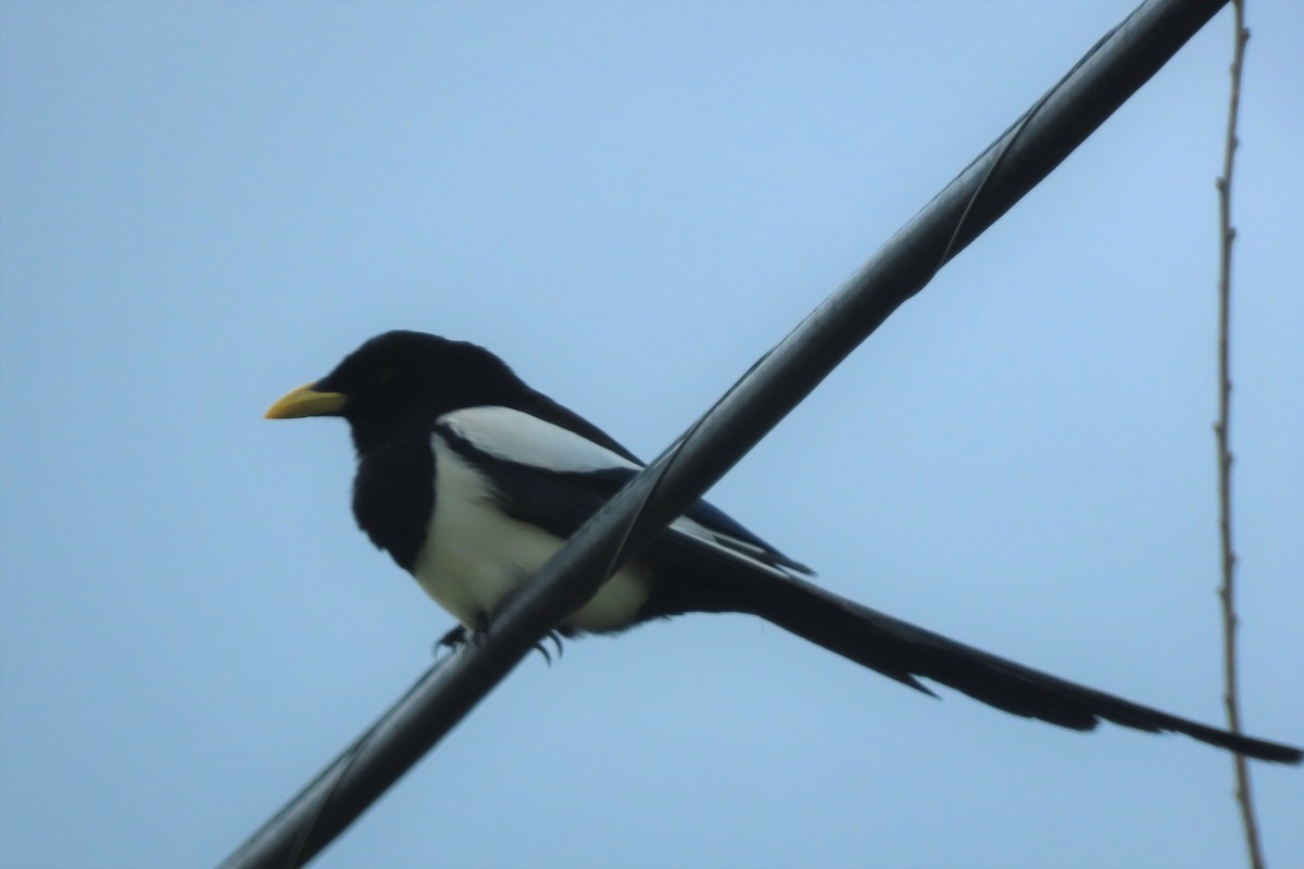 eBird Checklist - 11 Mar 2023 - Zaca Station Rd. - 4 species