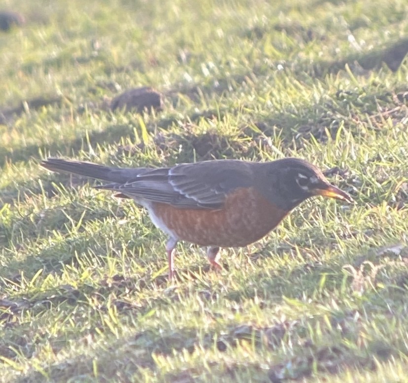 eBird Checklist - 11 Feb 2022 - stakeout American Robin Eastbourne (2022) - 1 species