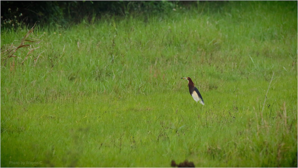 eBird Taiwan Checklist - 15 Apr 2017 - 彰化漢寶濕地IBA--全區(Hanbao Wetland IBA ...