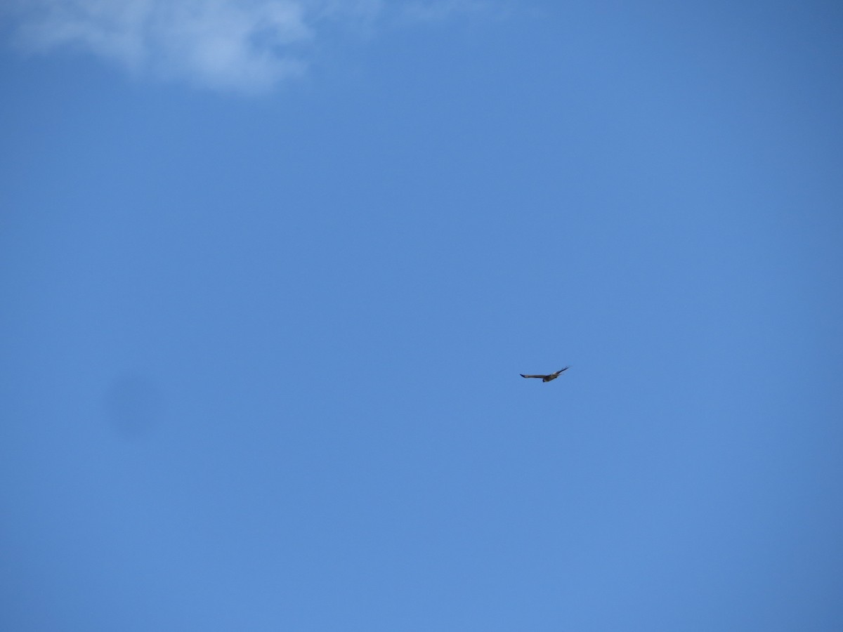eBird Checklist - 1 Aug 2022 - Olympic National Park; Hurricane Ridge ...