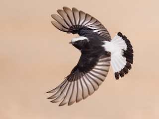 Mourning Wheatear - Oenanthe lugens - Birds of the World