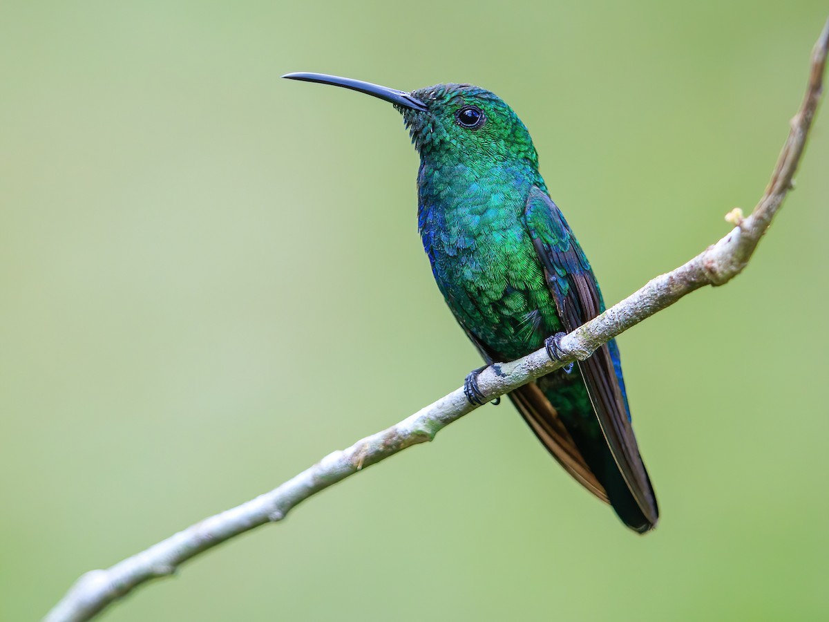 Green Mango - Anthracothorax viridis - Birds of the World