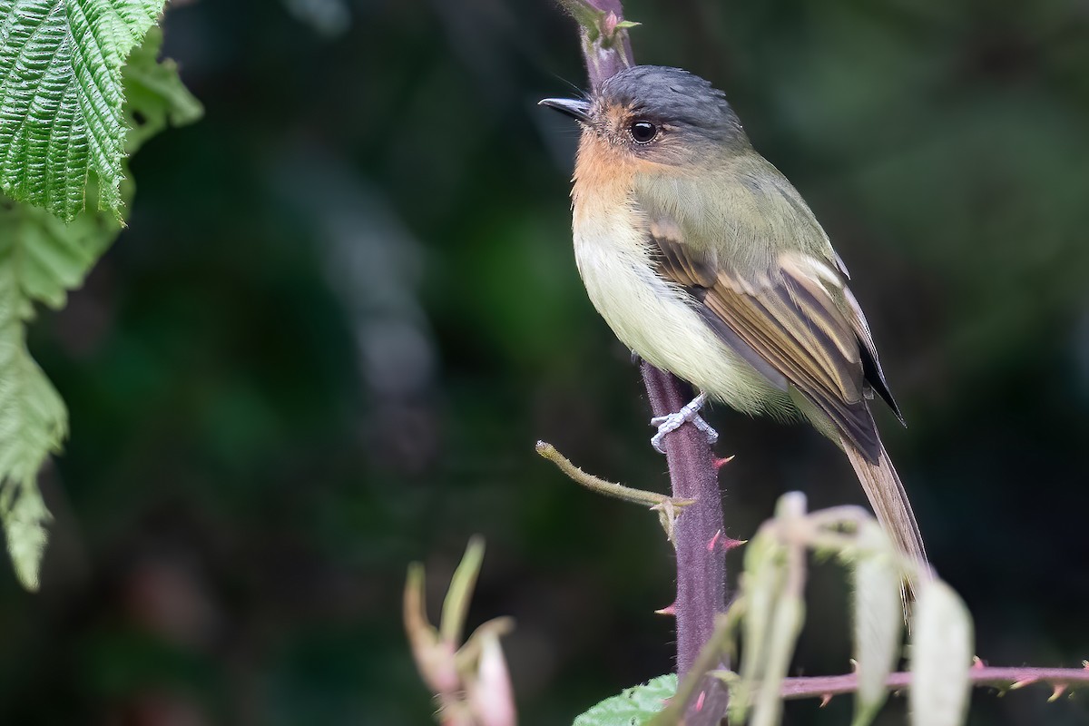 Rufous-breasted Flycatcher - Leptopogon rufipectus - Birds of the World