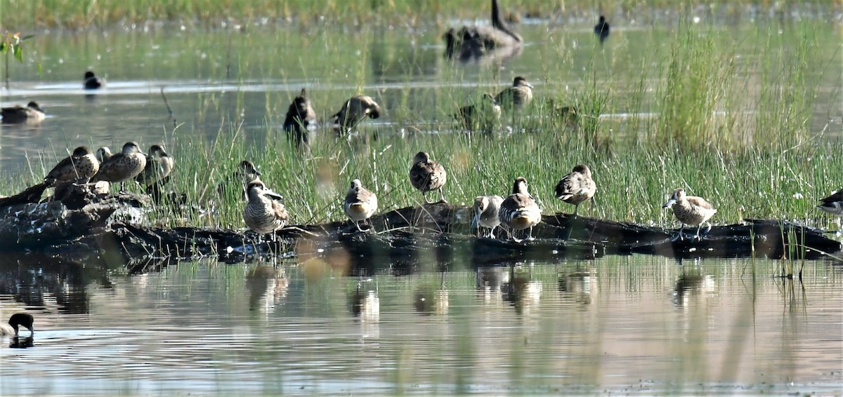 eBird Checklist - 15 Mar 2023 - Merin Merin Swamp State Game Reserve ...