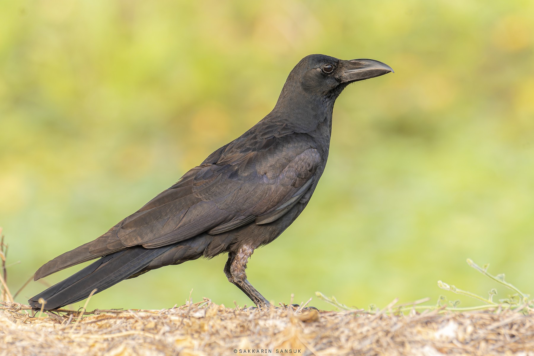 Large-billed Crow (Eastern) - eBird