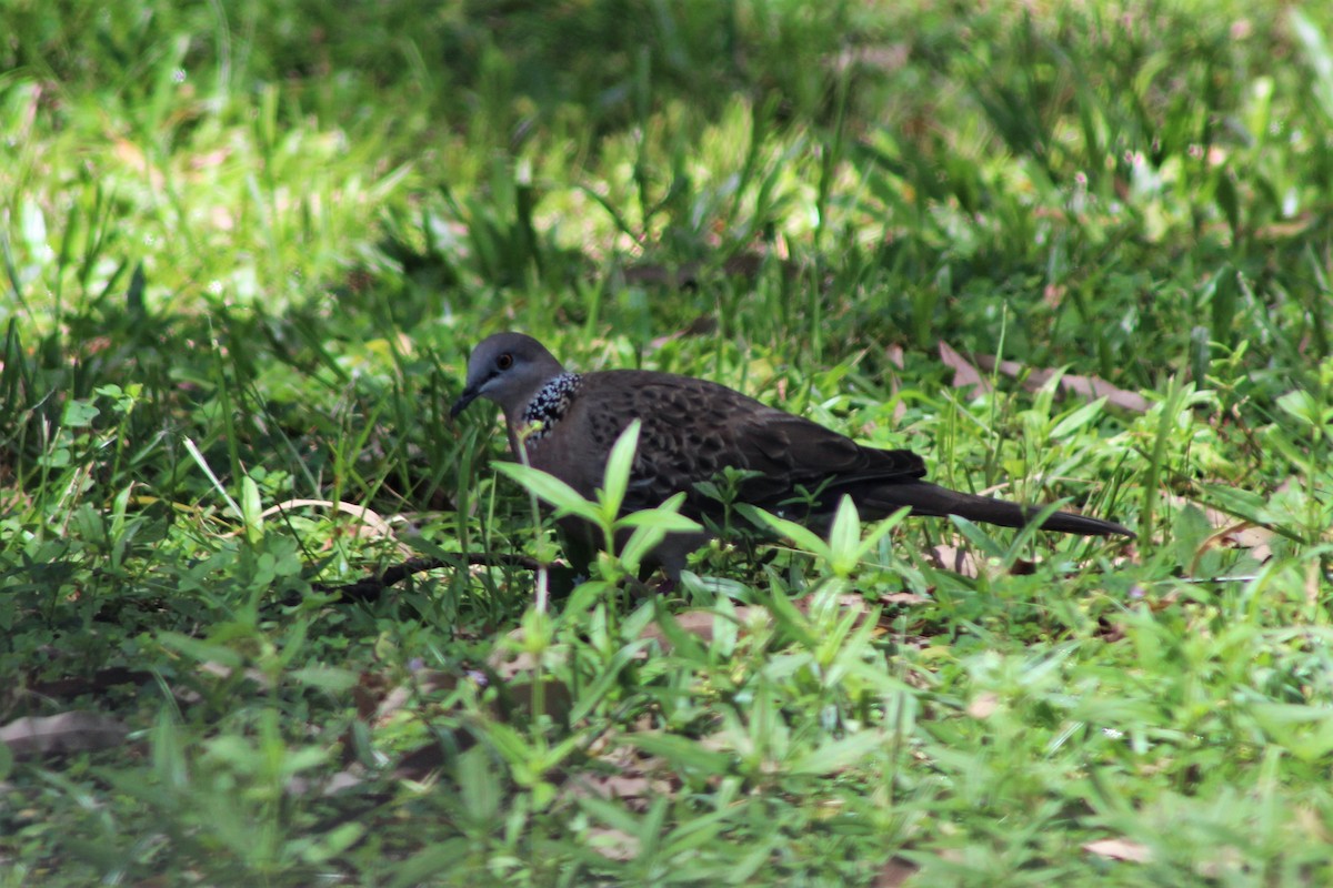 eBird Checklist - 15 Mar 2023 - Redden Island (Machans Beach, Cairns ...