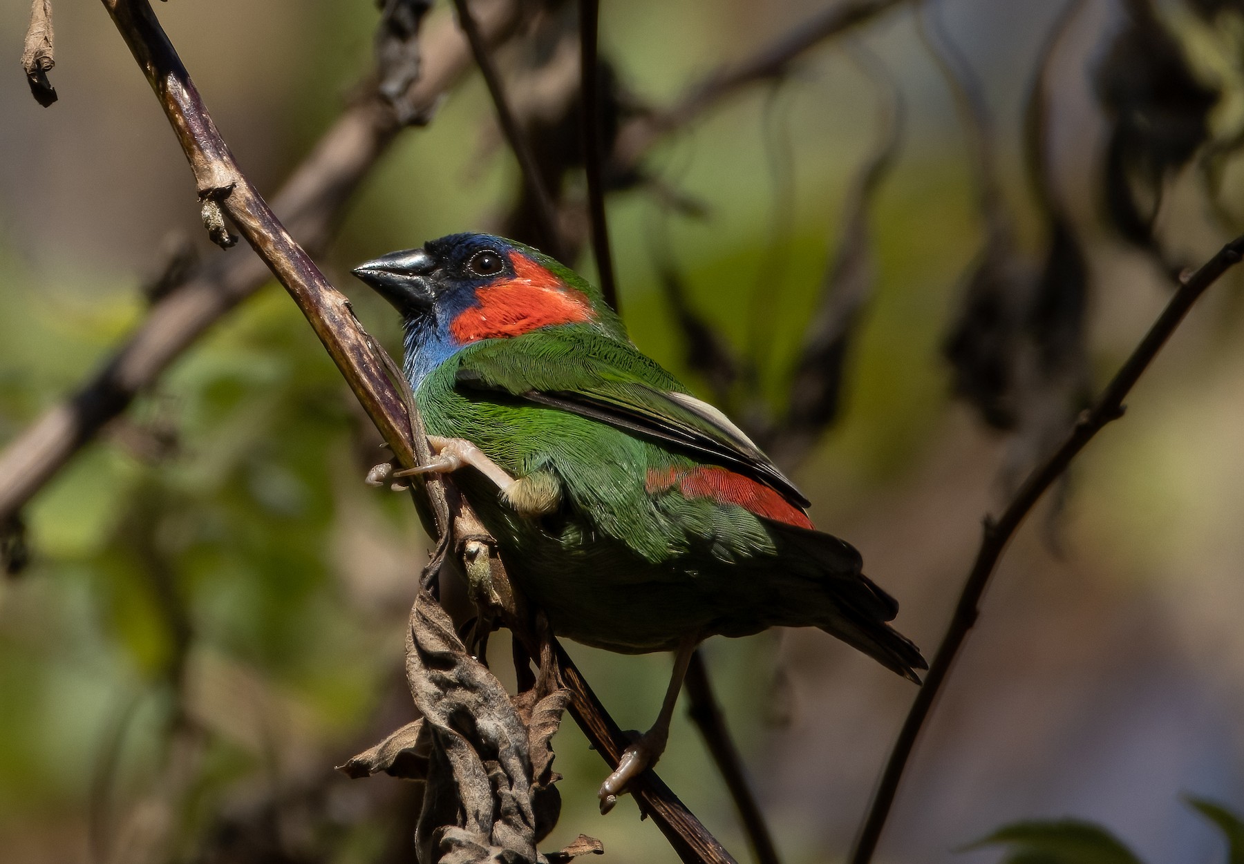 Mount Mutis Parrotfinch (undescribed form) - eBird