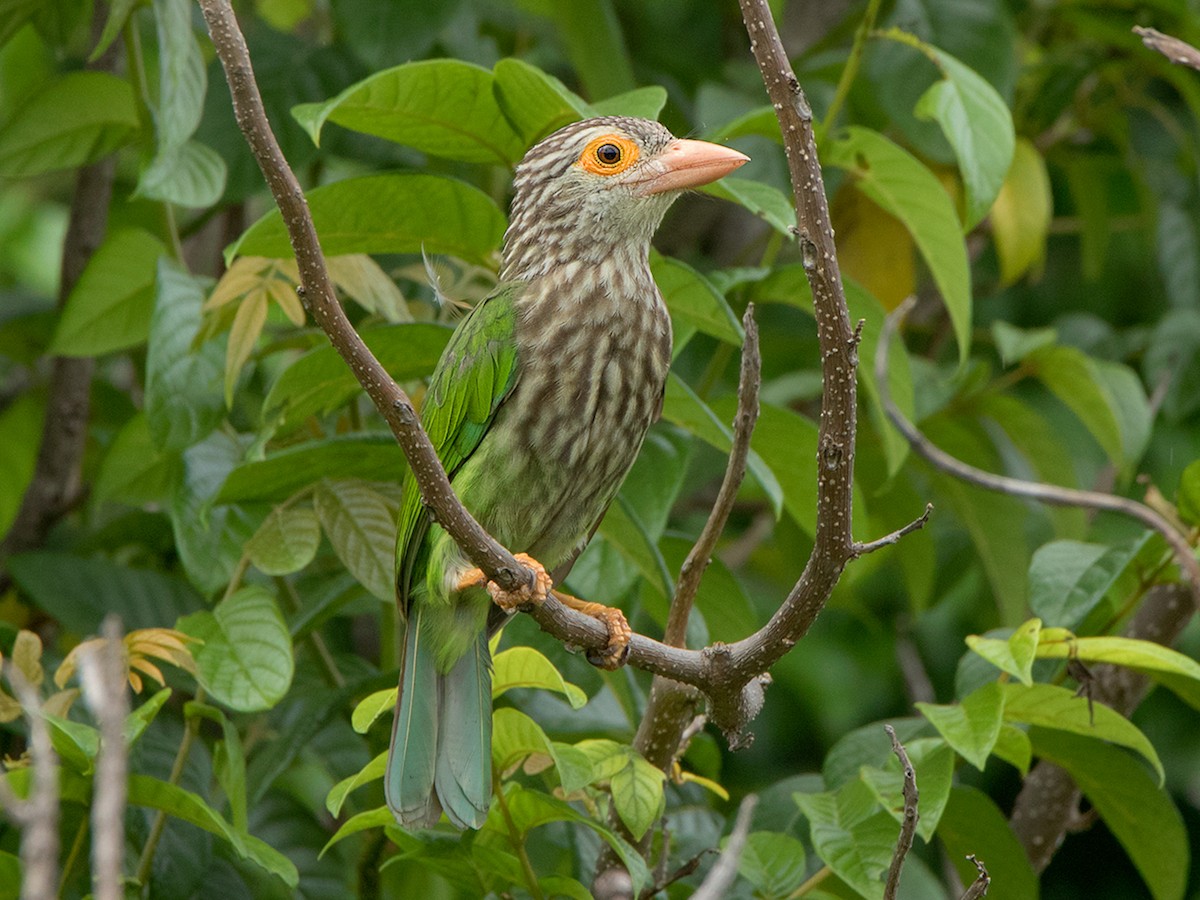 Lineated Barbet - Psilopogon lineatus - Birds of the World