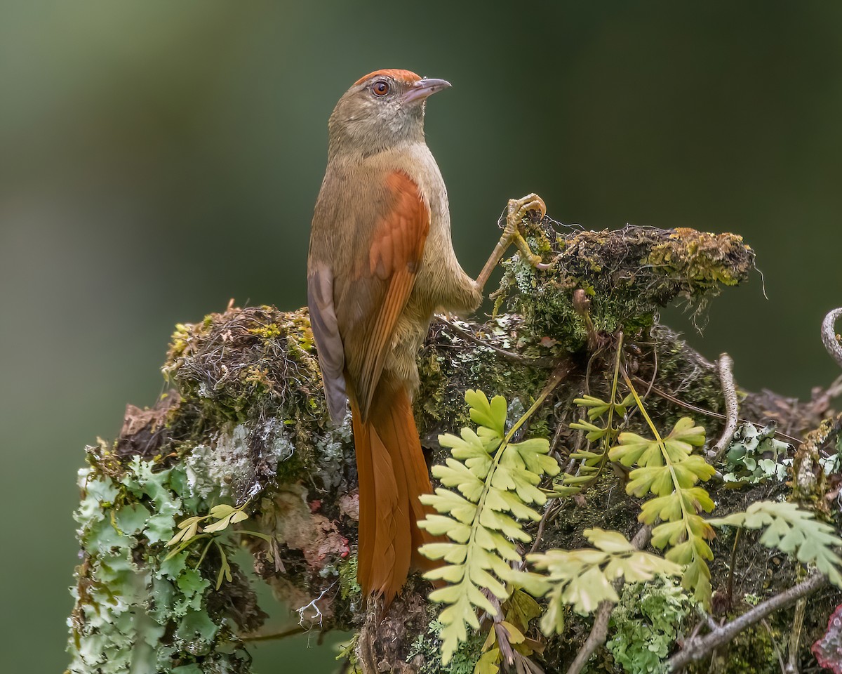 Ash-browed Spinetail - Cranioleuca curtata - Birds of the World