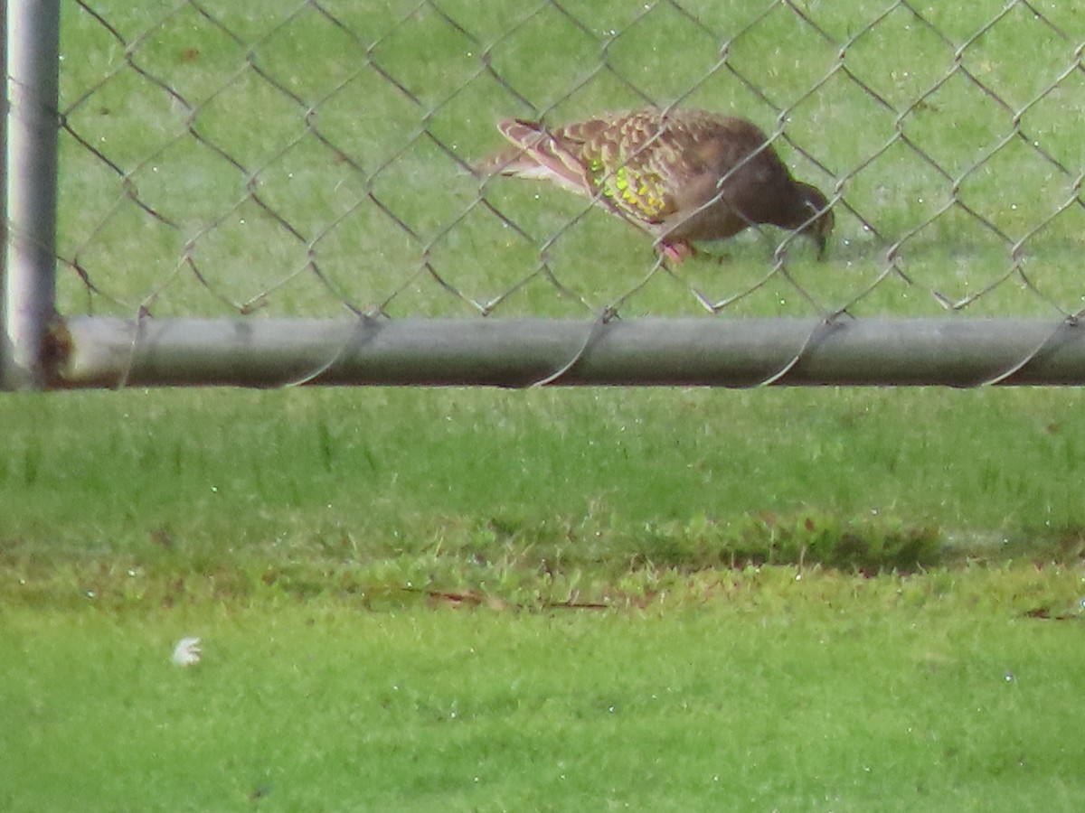 eBird Australia Checklist - 16 Mar 2023 - Australian Institute of Sport ...