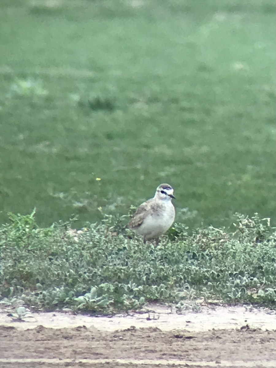 eBird Checklist - 15 Mar 2023 - Evergreen Turf Sod Farm--Tweedy/Pretzer ...