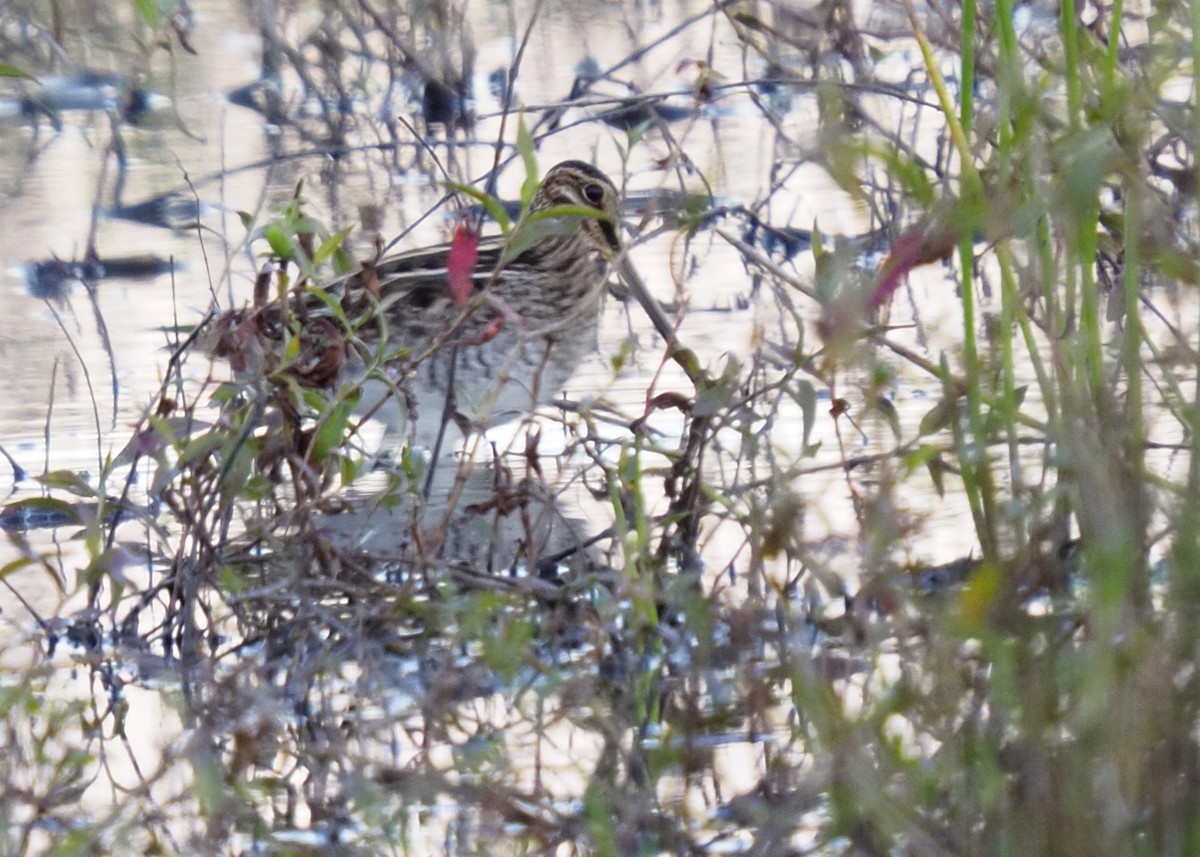 eBird Checklist - 15 Mar 2023 - 12355 Florida 37, Parrish, Florida, US ...