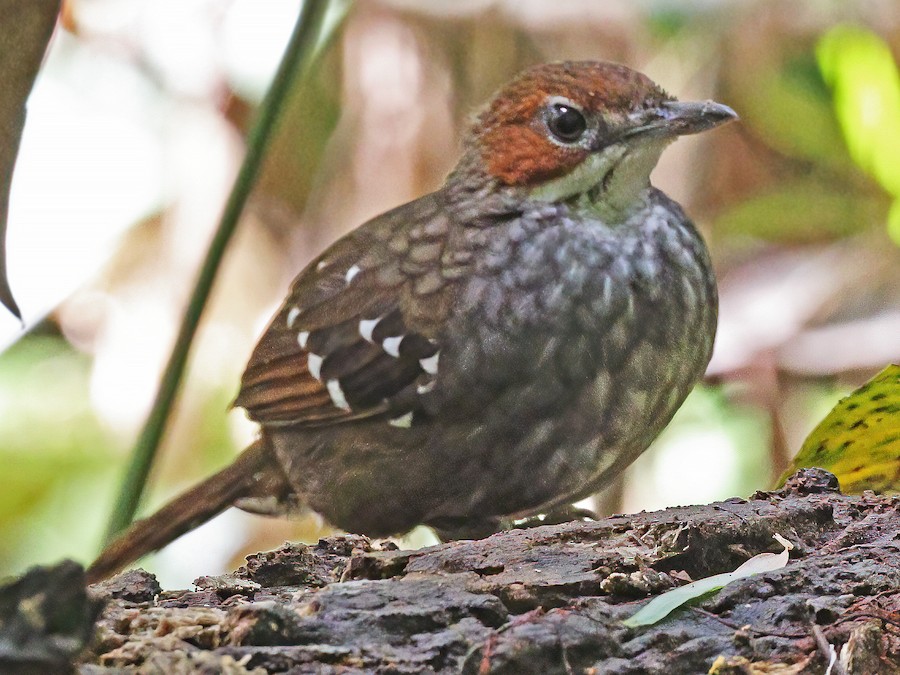 Cordillera Ground-Warbler - eBird