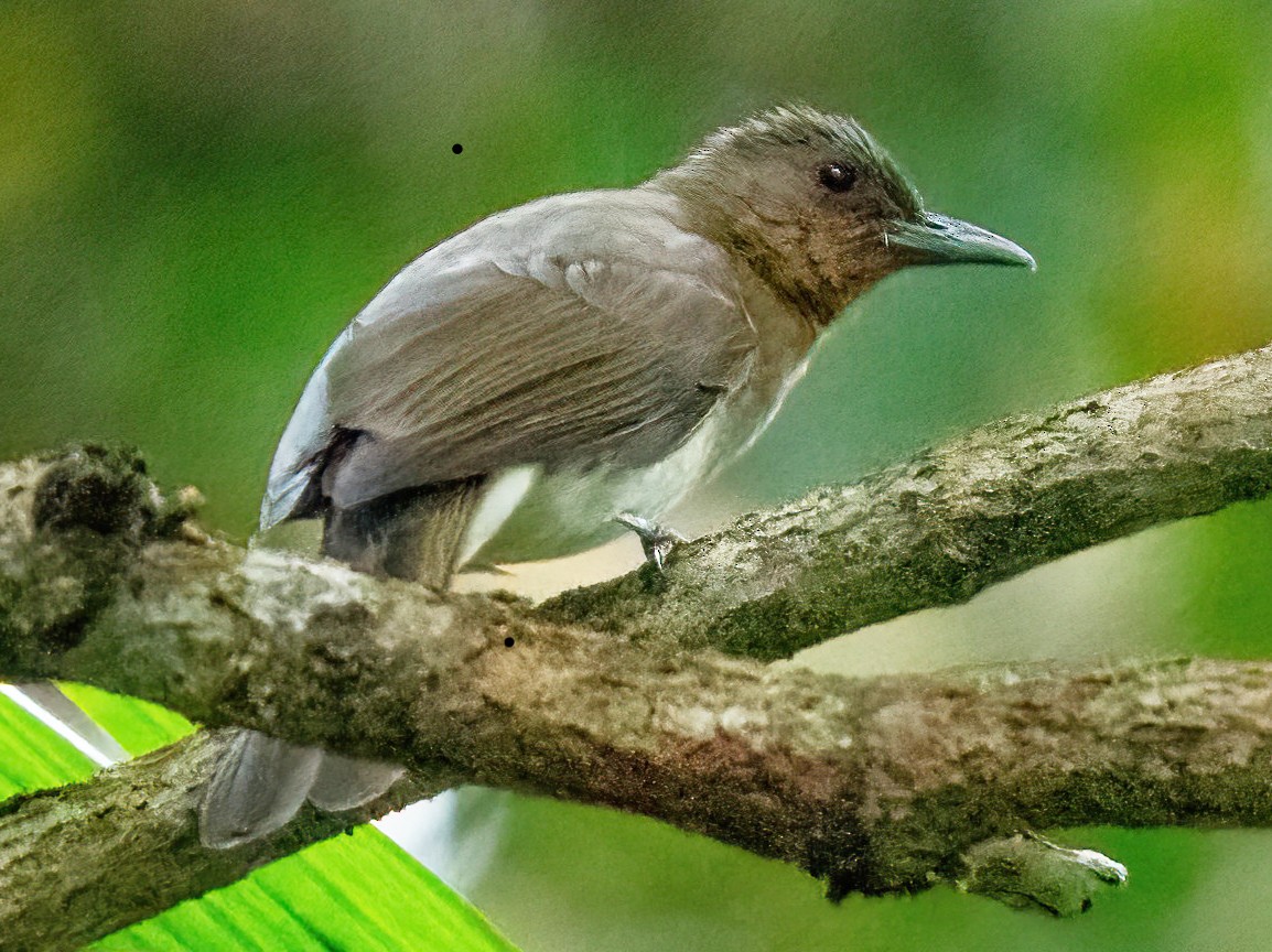 Zamboanga Bulbul - eBird