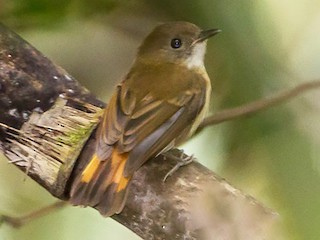 Furtive Flycatcher - Ficedula disposita - Birds of the World