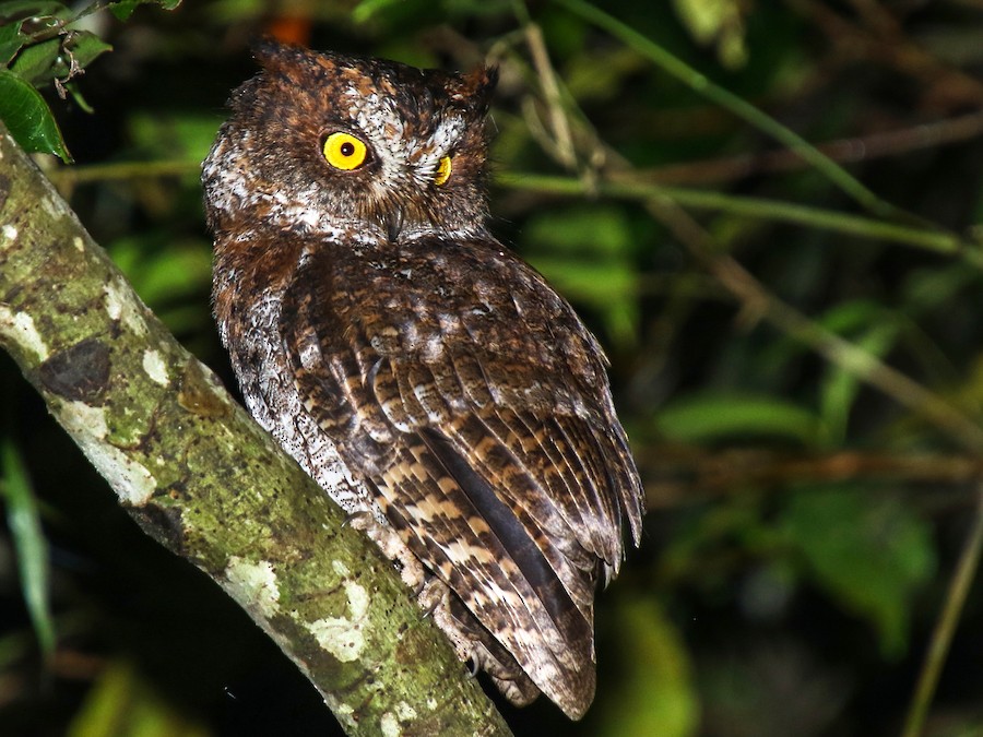 Luzon Scops Owl - eBird
