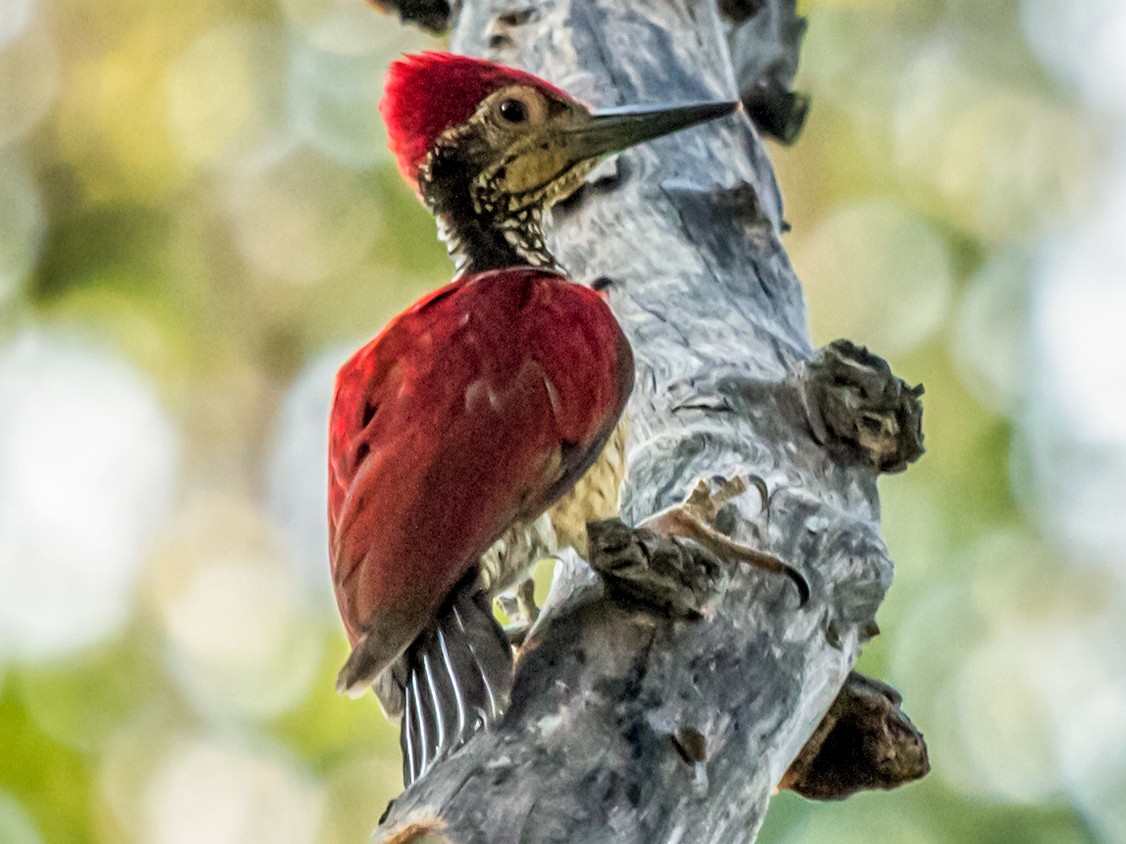 Pito Sultán de Luzón - eBird