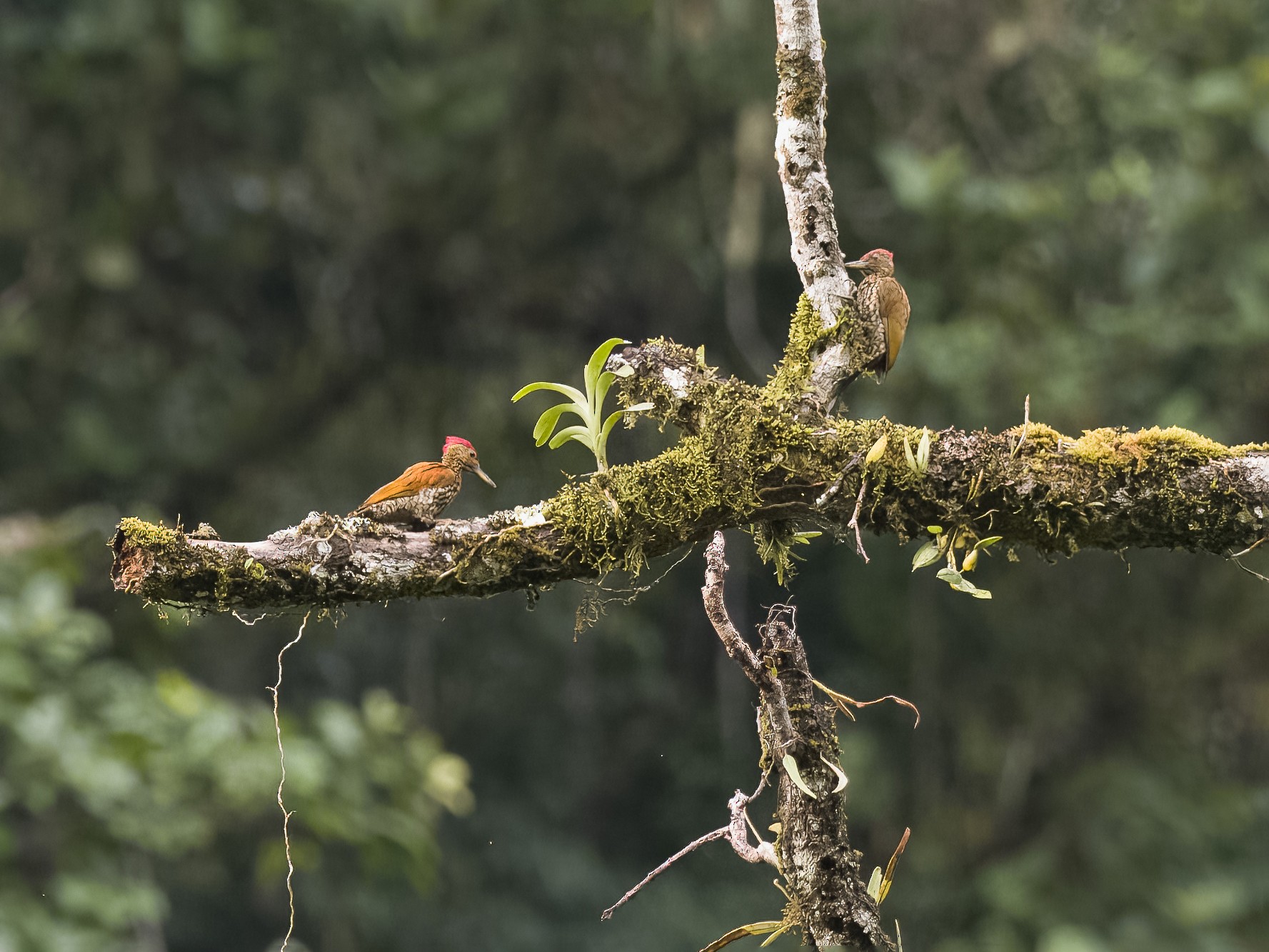 Buff-spotted Flameback - eBird