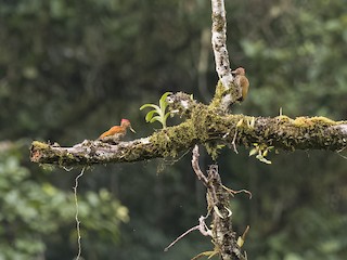 Buff-spotted Flameback - eBird