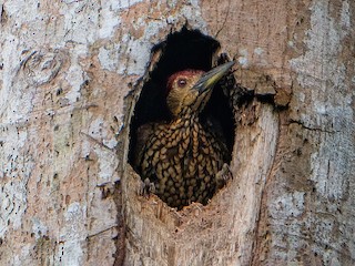 Buff-spotted Flameback - eBird