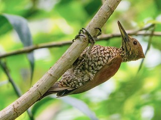 Buff-spotted Flameback - eBird