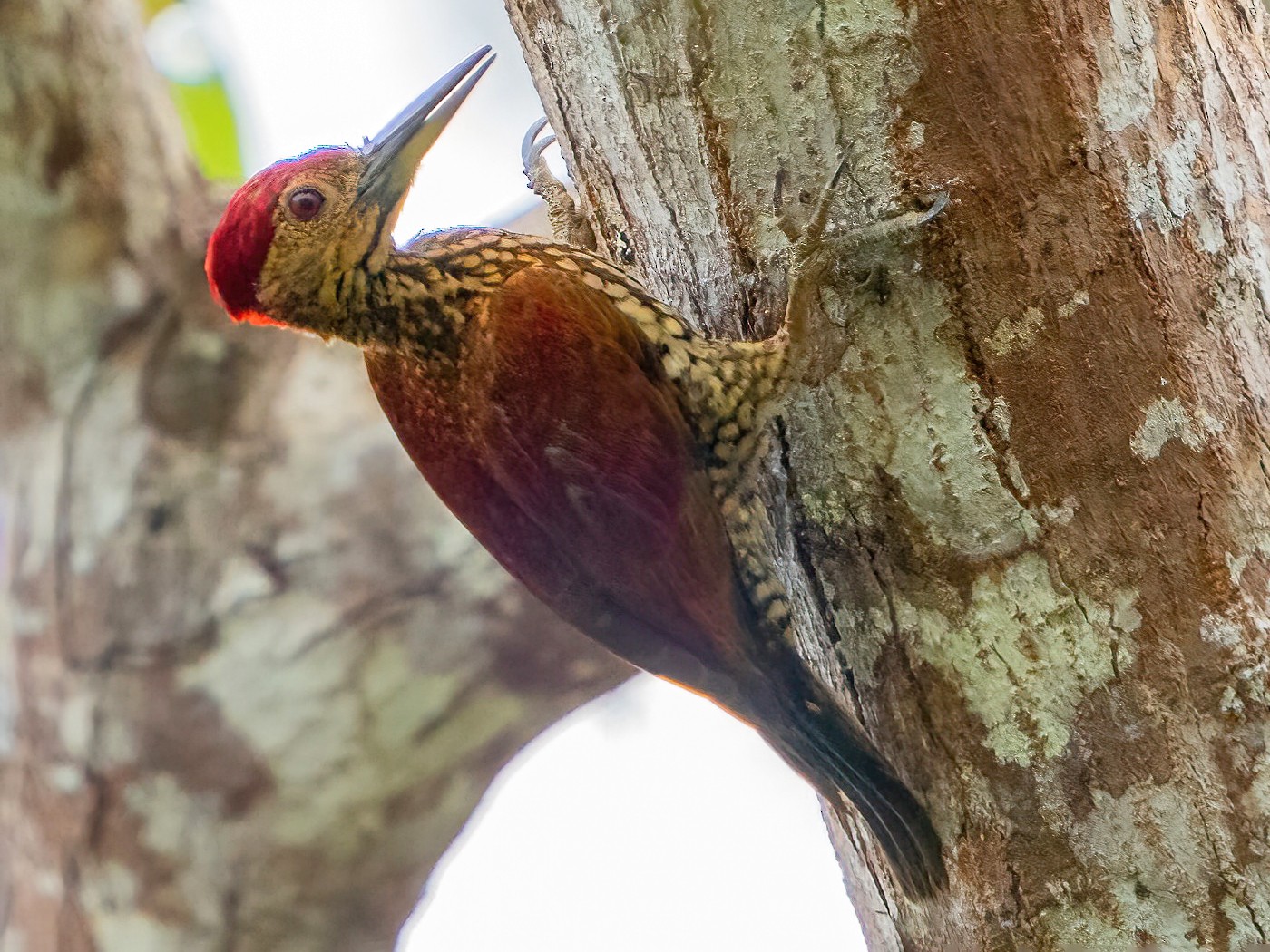 Buff-spotted Flameback - eBird