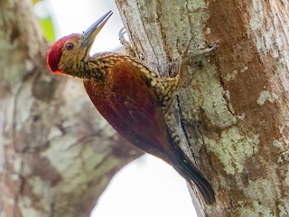 Buff-spotted Flameback - eBird