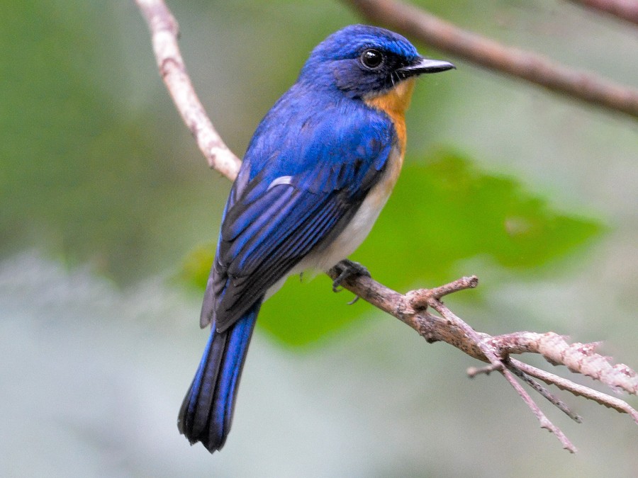Palawan Blue Flycatcher - eBird