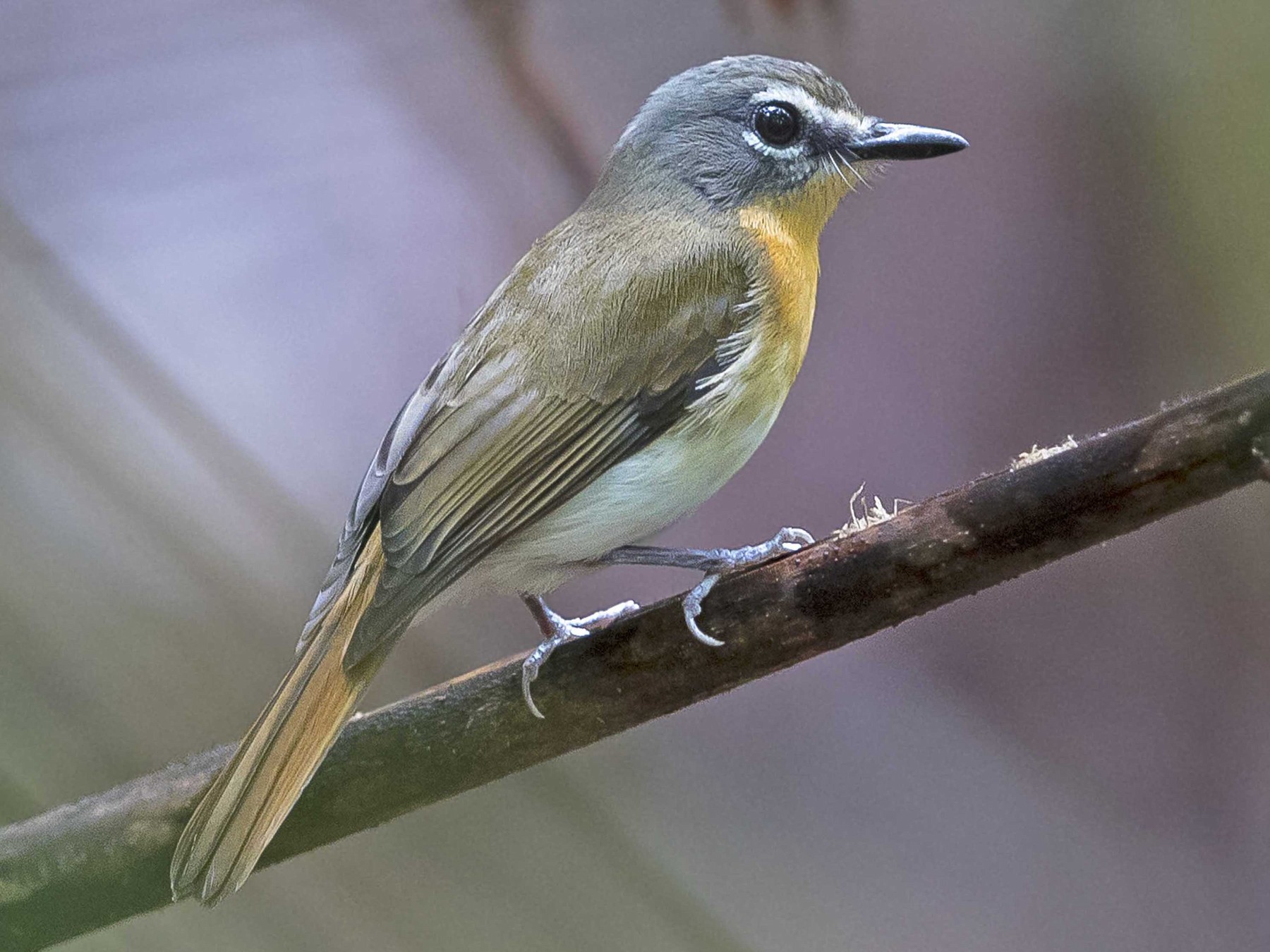 Palawan Blue Flycatcher - eBird