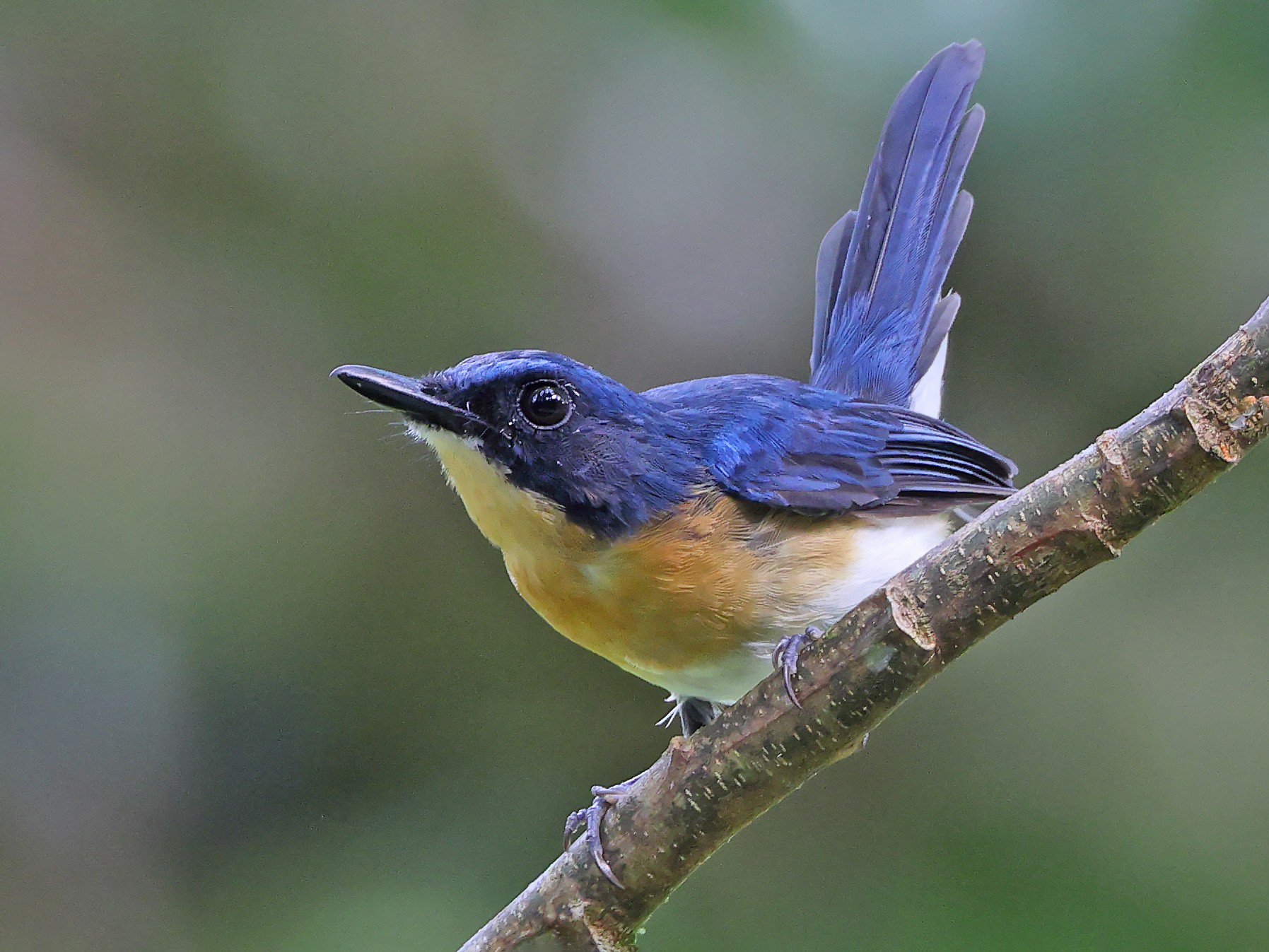 Palawan Blue Flycatcher - eBird