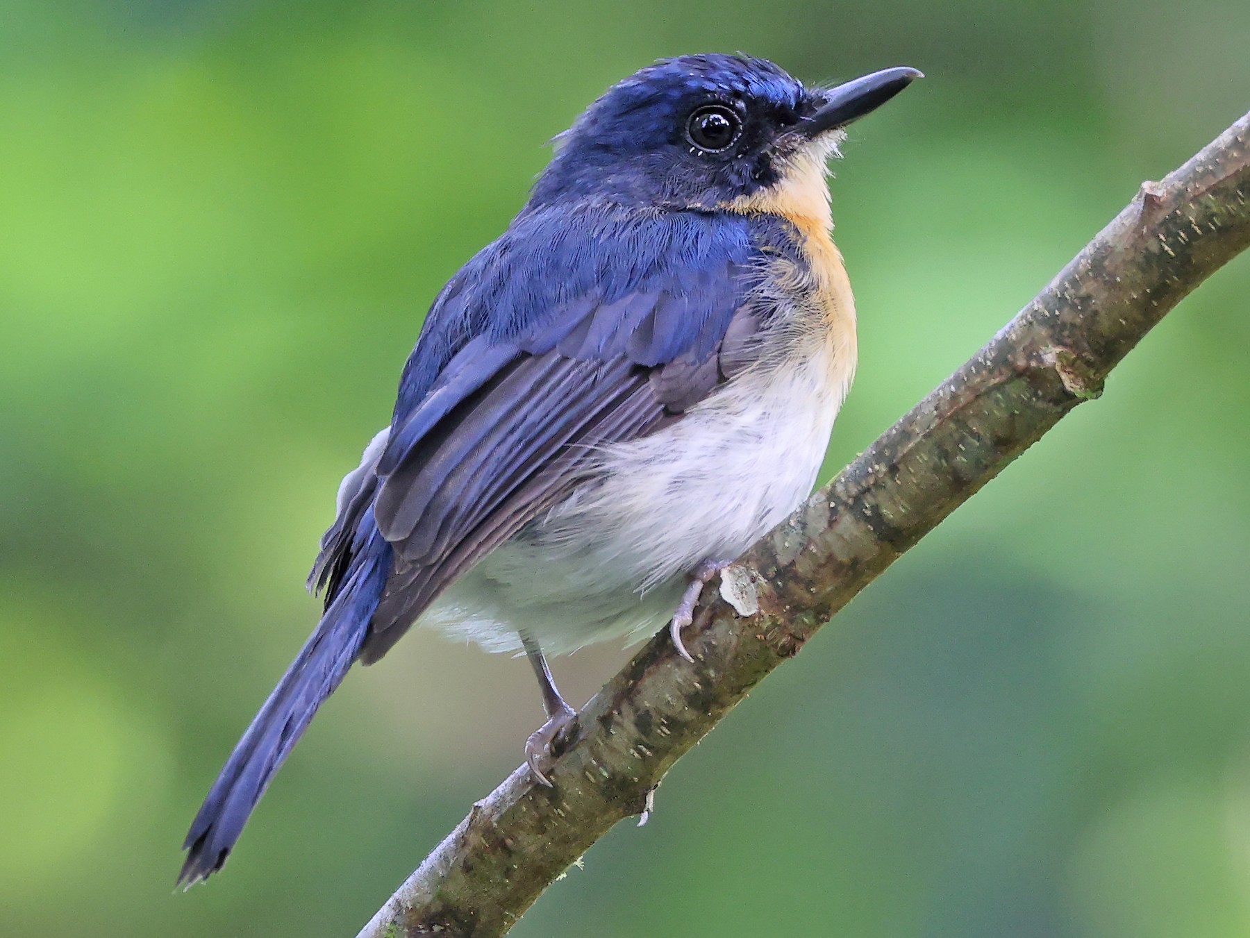 Palawan Blue Flycatcher - eBird