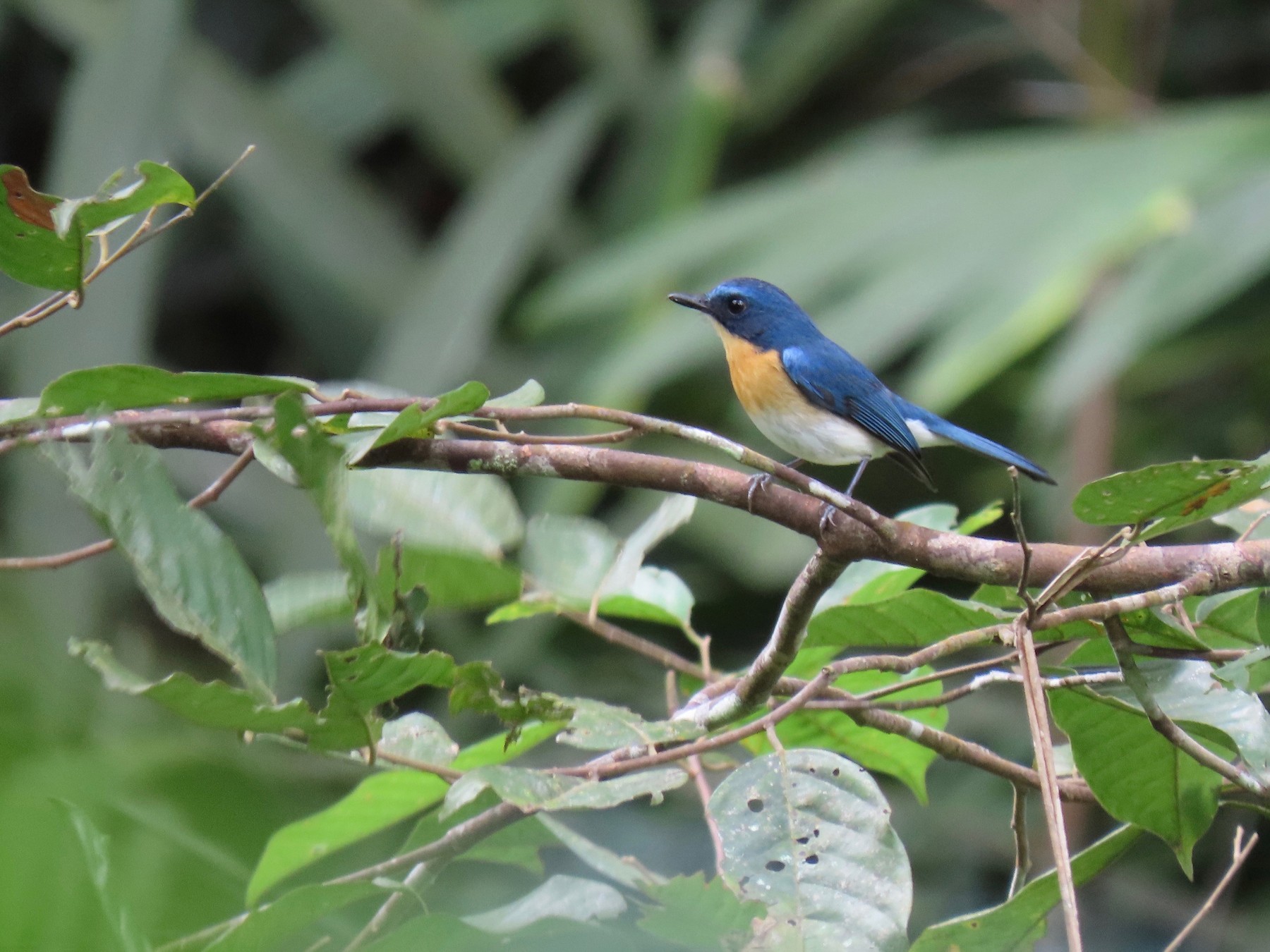 Palawan Blue Flycatcher - eBird