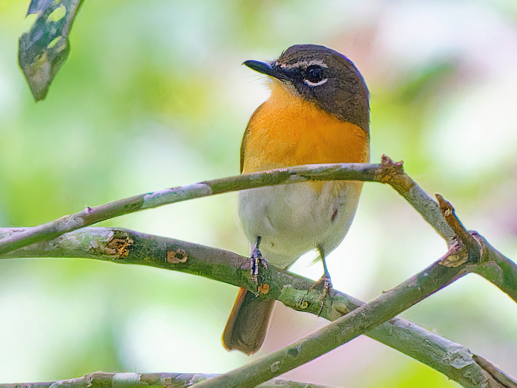 Palawan Blue Flycatcher - eBird