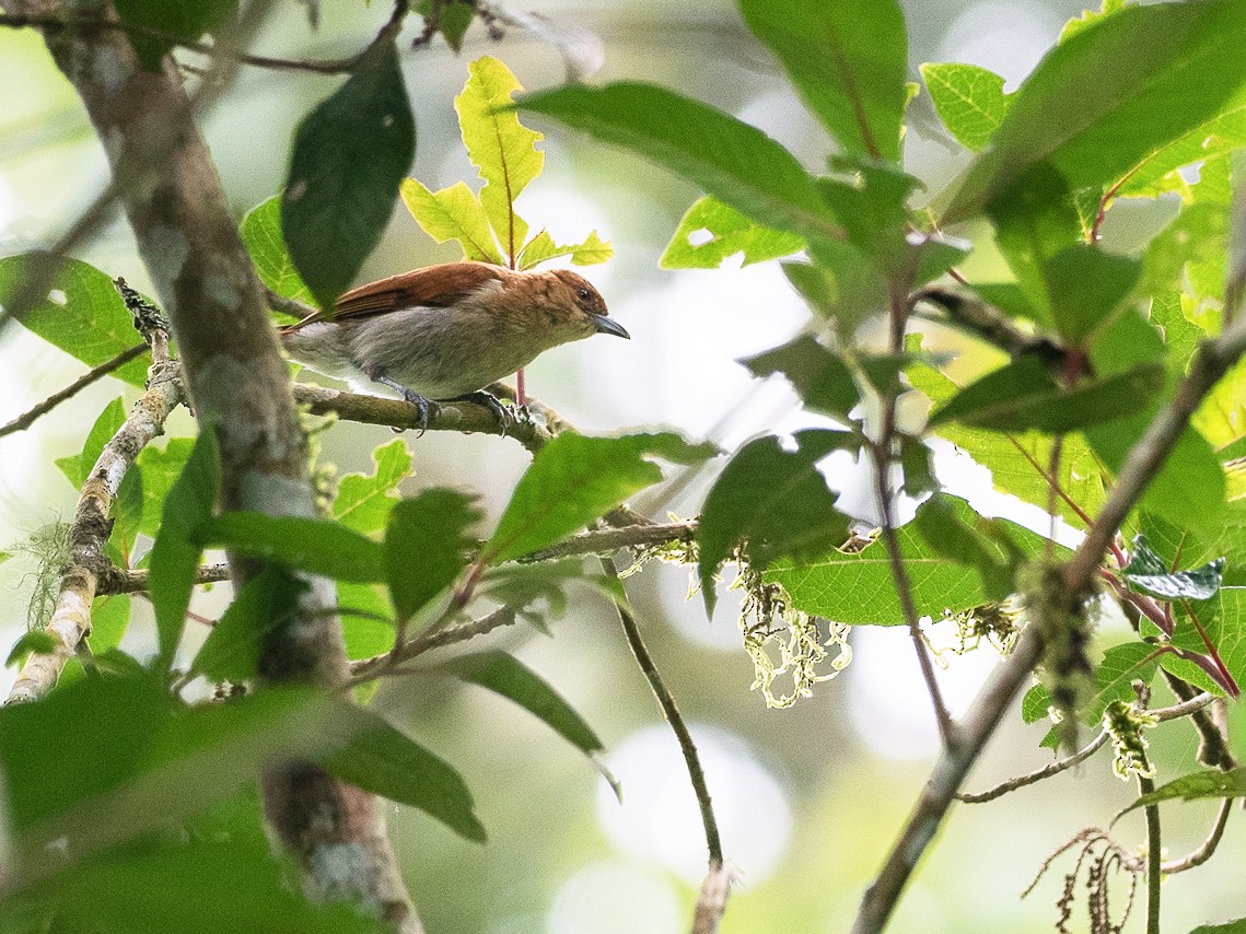 Cinnamon Ibon - eBird