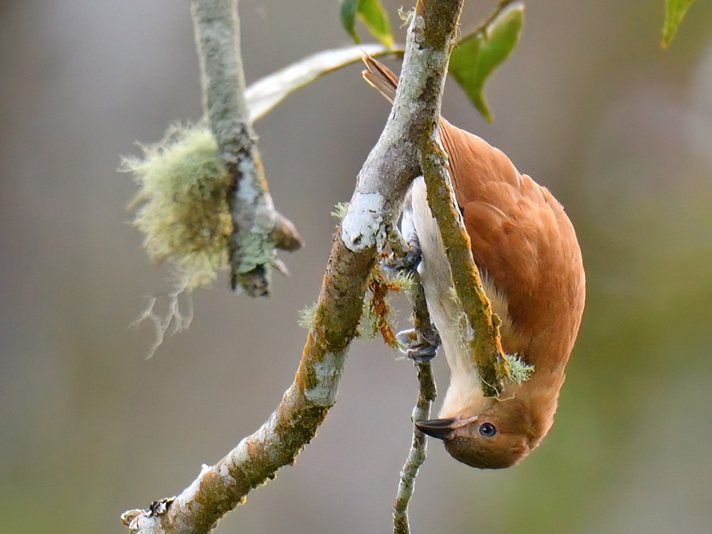 Cinnamon Ibon - eBird