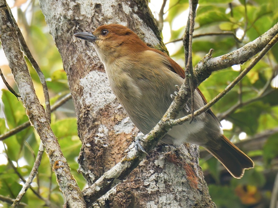 Cinnamon Ibon - eBird