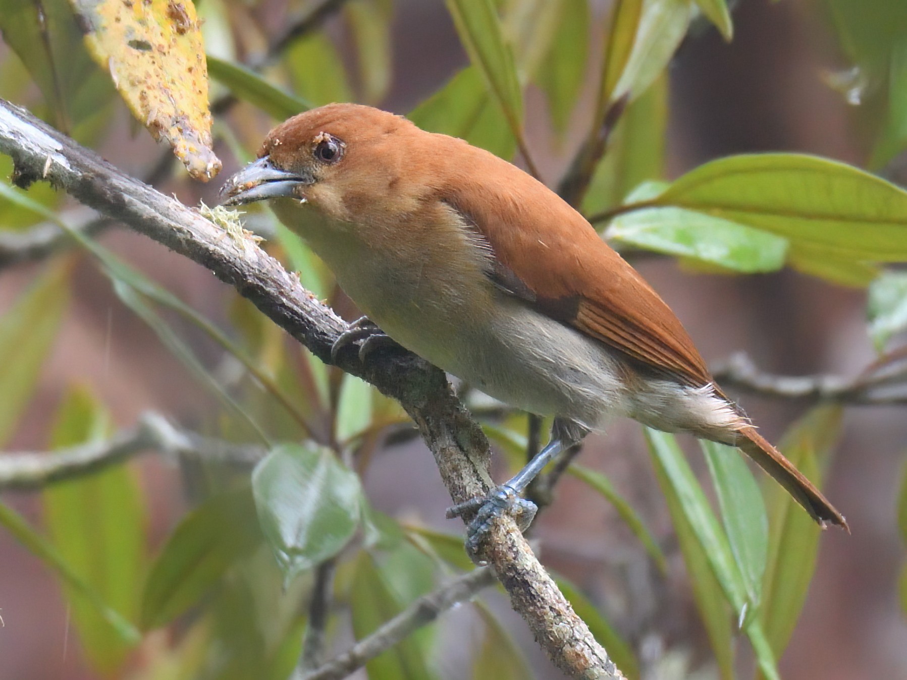Cinnamon Ibon - eBird
