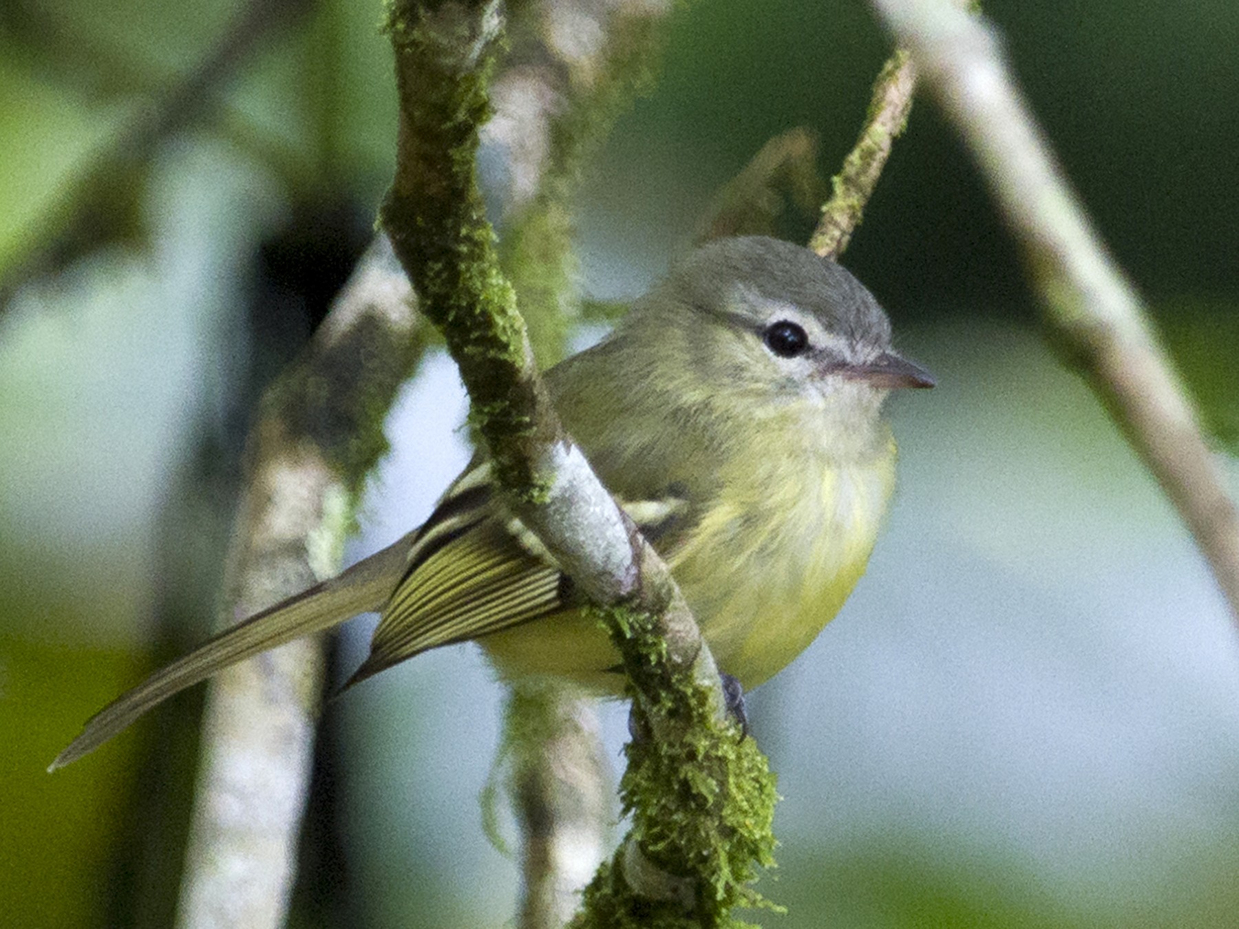Urich's Tyrannulet - eBird