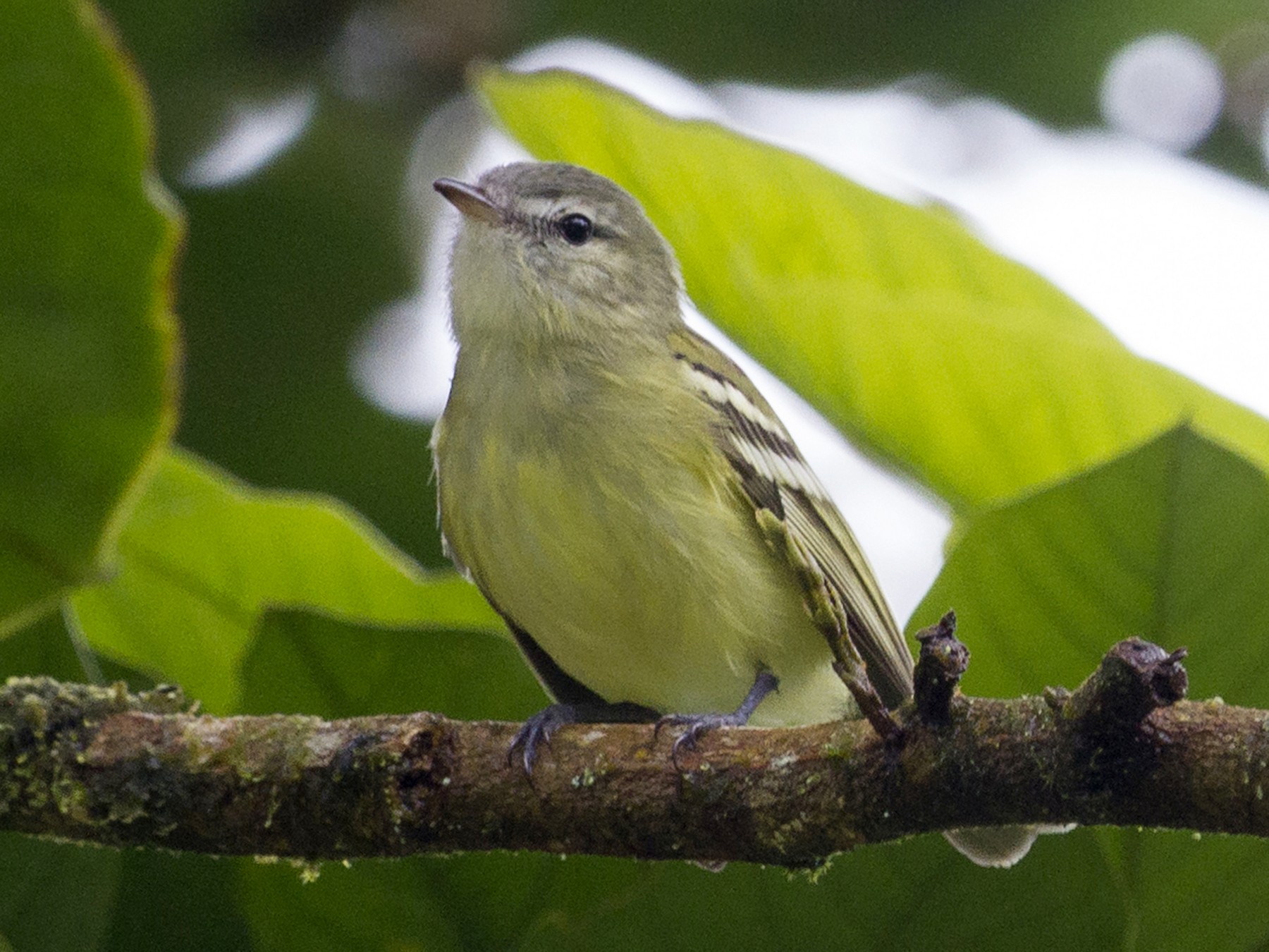 Urich's Tyrannulet - eBird