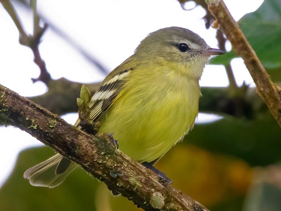 Urich's Tyrannulet - eBird