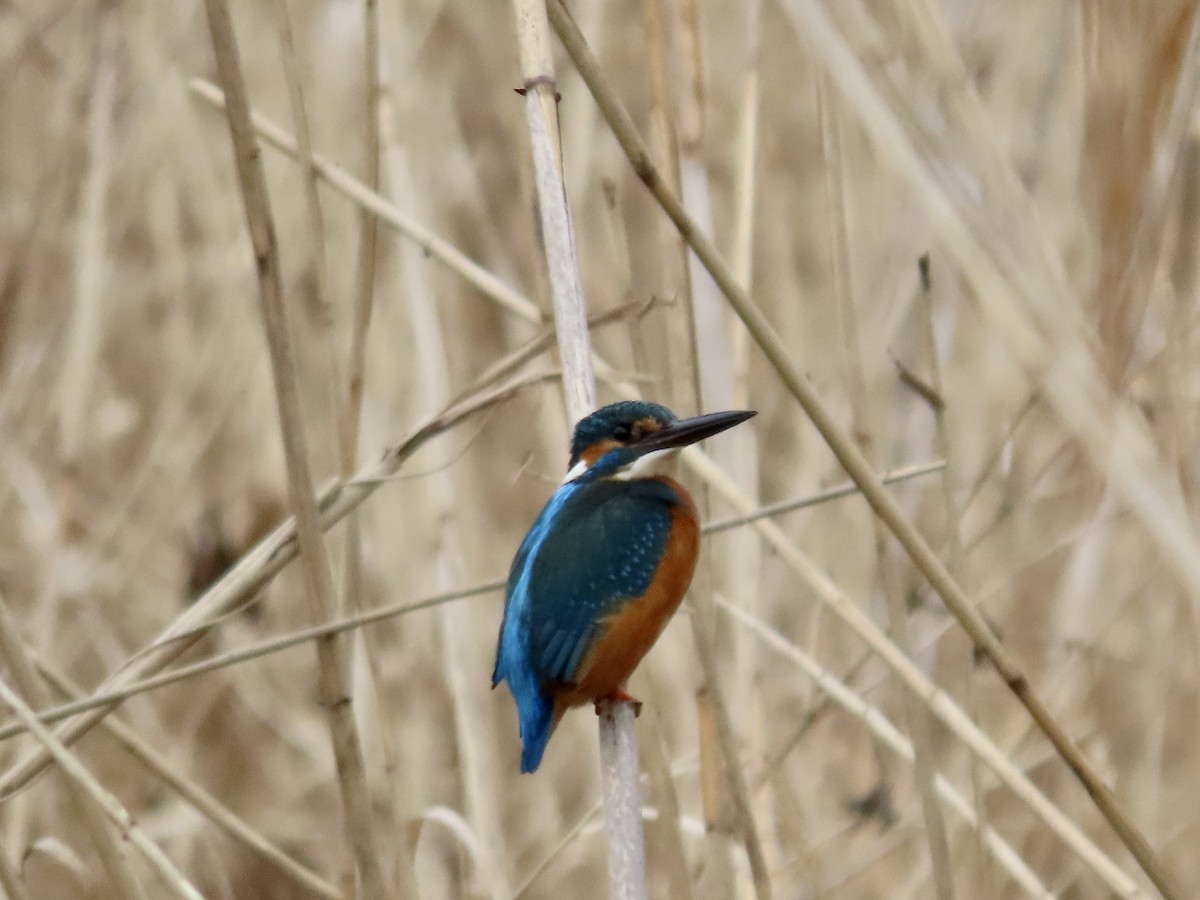 eBird Checklist - 13 Mar 2023 - Suchý Poldr Čihadla - 21 species