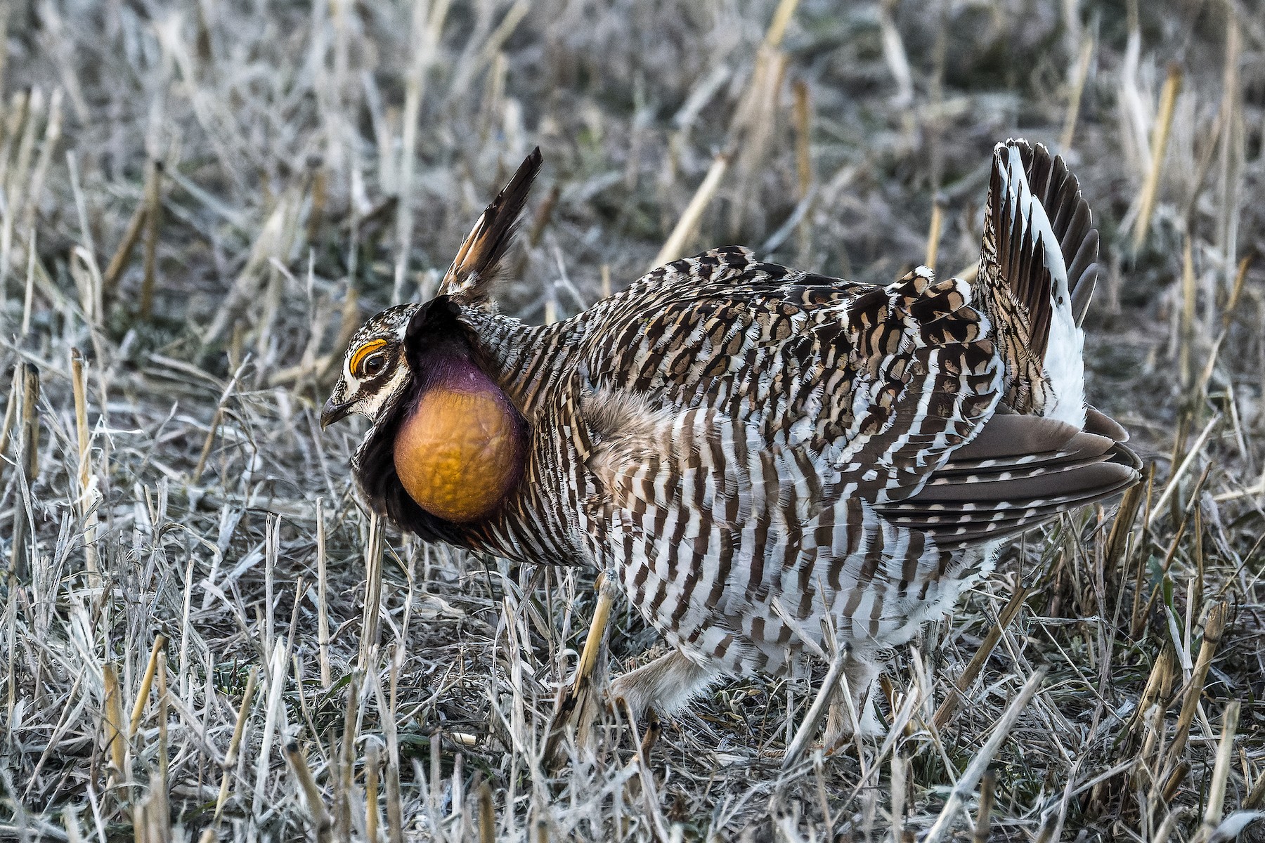 ソウゲンライチョウ（pinnatus） - eBird
