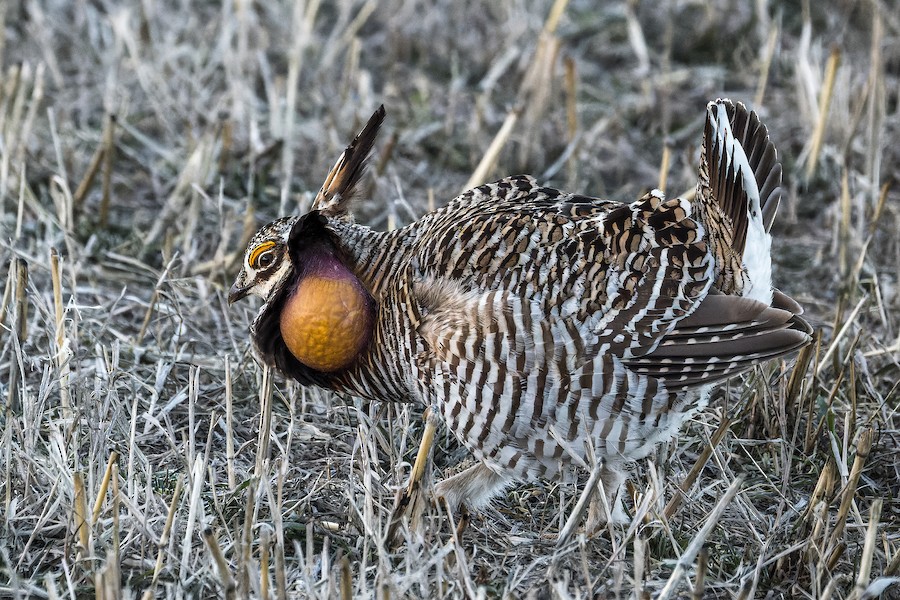 Greater Prairie-Chicken (pinnatus) - eBird