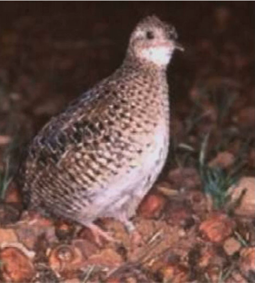 codorna-carapé - eBird