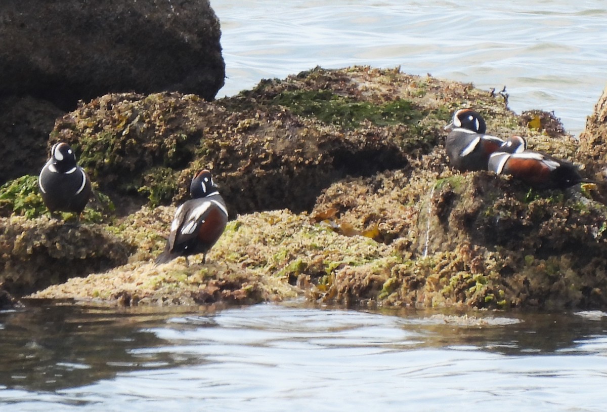 eBird Checklist - 15 Mar 2023 - Yaquina River--SE Jetty Way - 12 ...
