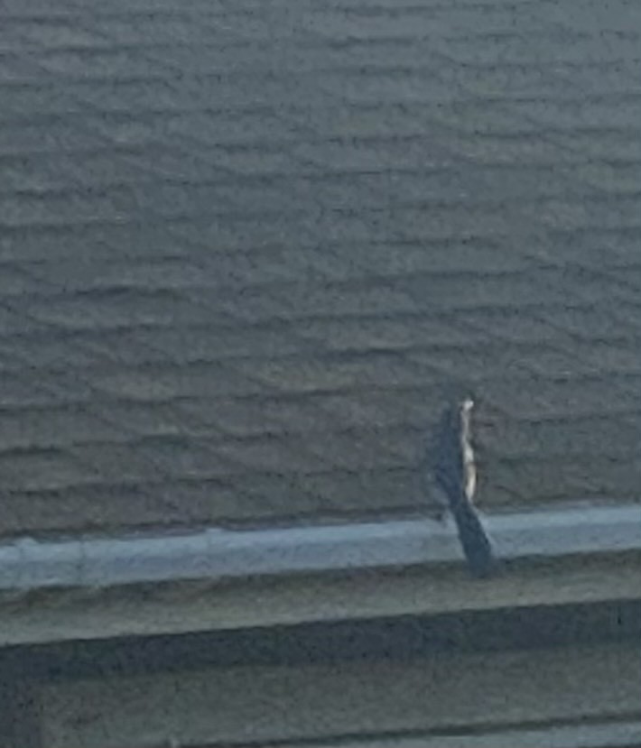 eBird Checklist - 16 Mar 2023 - 1800 Robertson Rd, Modesto US-CA 37. ...