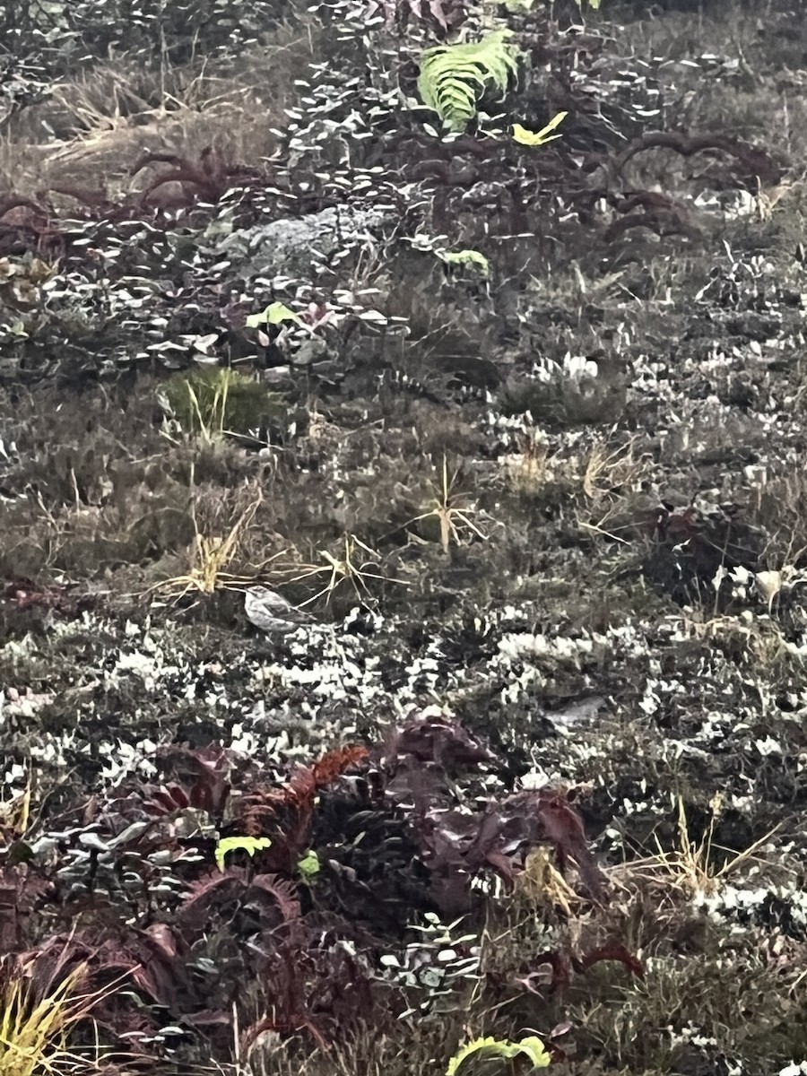 eBird Checklist - 16 Mar 2023 - Alakai Swamp Trail - 1 species